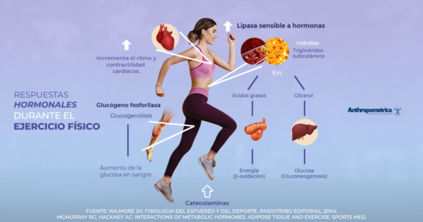 Respuestas hormonales durante la práctica del ejercicio físico ...
